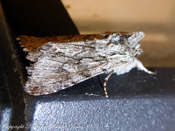 Early Grey Moth | Project Noah