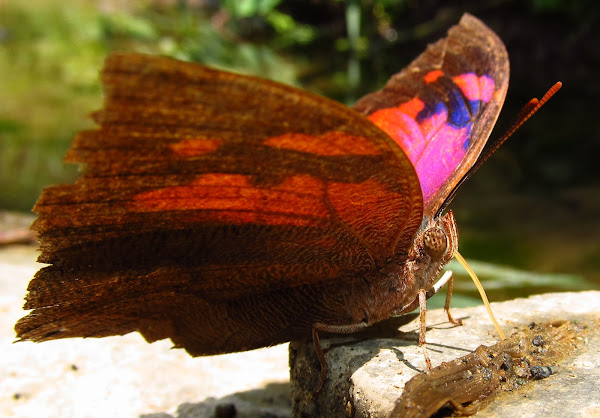 Leafwing Superb | Project Noah