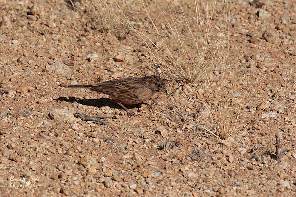 Lark-like Bunting | Project Noah