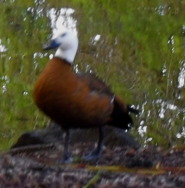 paradice shelduck (putangitangi) | Project Noah