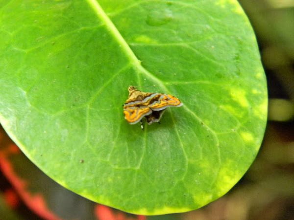 metalmark moth | Project Noah