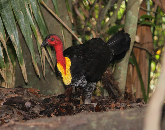 Australian Brushturkey (male) | Project Noah
