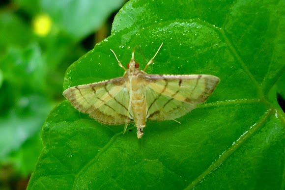 Lesser Rice Leaf-Roller | Project Noah