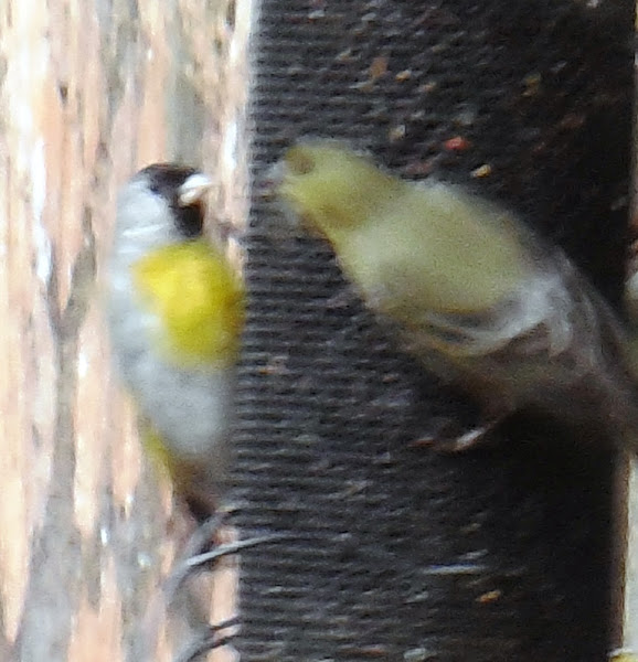 Lawrence's Goldfinch | Project Noah