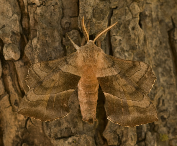 Walnut Sphinx | Project Noah