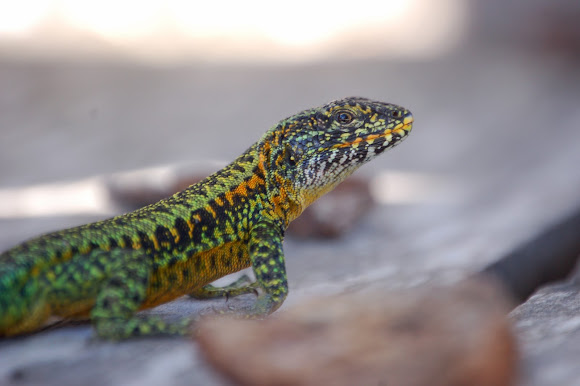 Painted Lizard | Project Noah