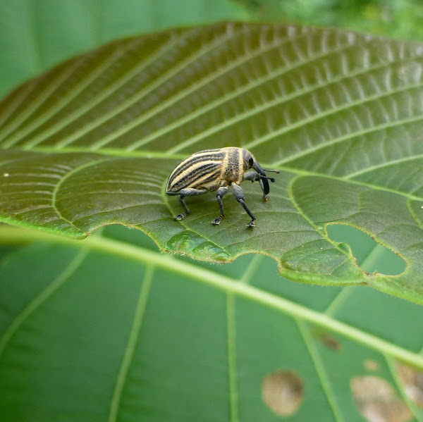 Alcidodes waltoni | Project Noah