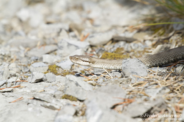 Aspic Viper | Project Noah