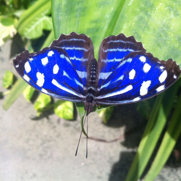 Banded Purple Wing | Project Noah