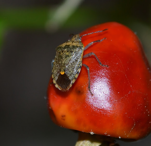 Sunflower Seed Bug | Project Noah