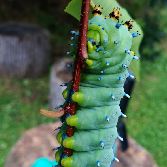Cecropia moth (larva) | Project Noah