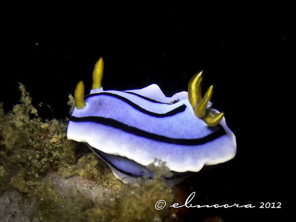 Loch's Chromodoris | Project Noah