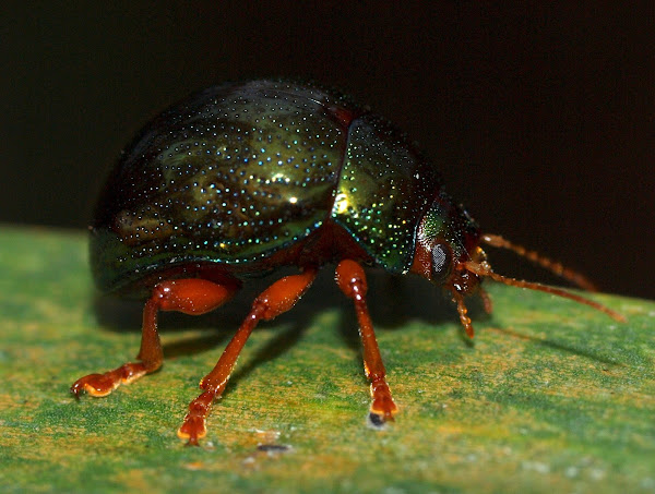 Metallic Green Leaf Beetle | Project Noah