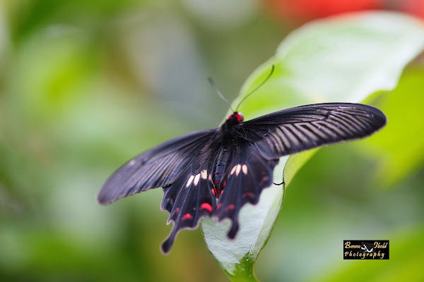Red-bodied Swallowtail | Project Noah