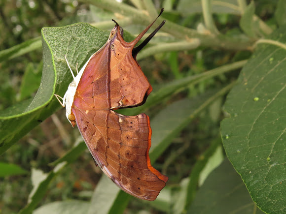 Ruddy Daggerwing | Project Noah