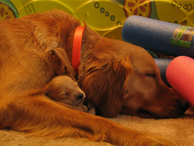 Golden Retrievers Pointing