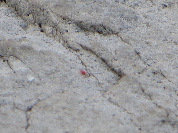 Clover Mites | Project Noah