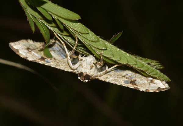 Crambid Moth | Project Noah