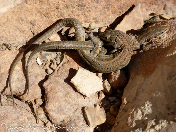 Iberian Wall Lizard | Project Noah