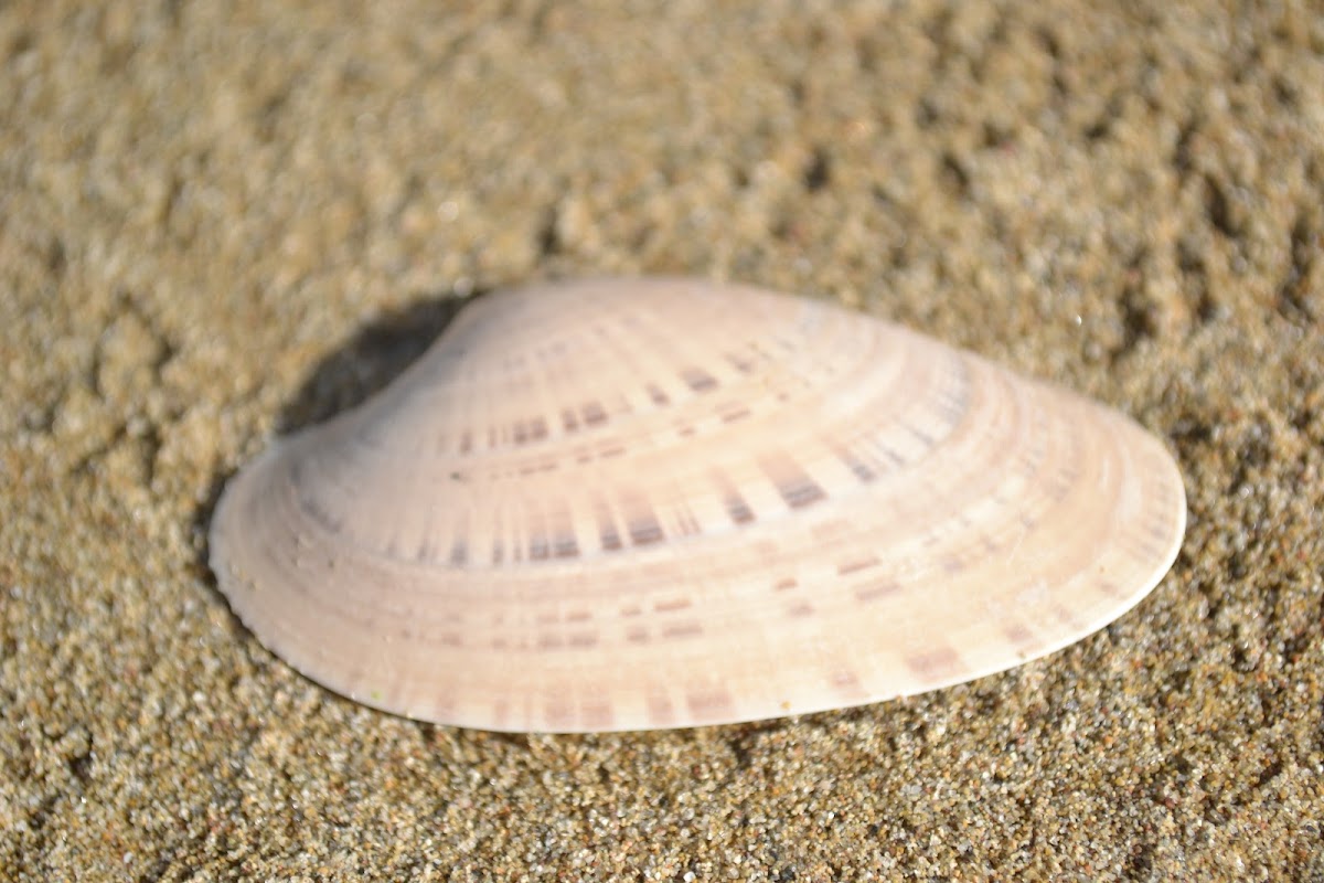 Sunray Venus Clam | Project Noah