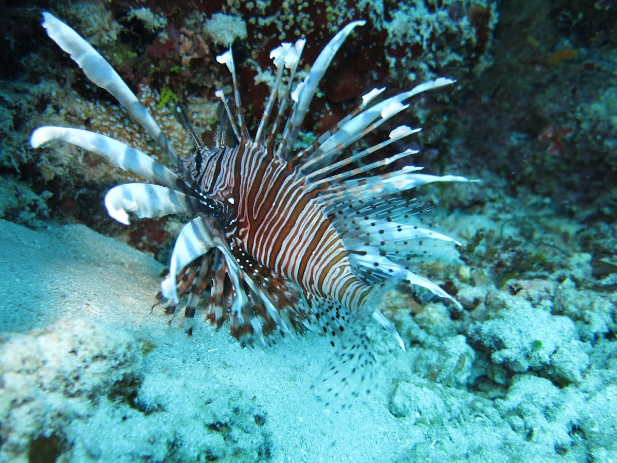 Lion Fish | Project Noah