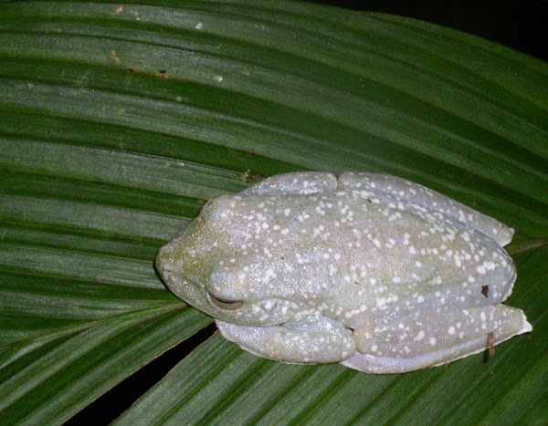 Red Webbed Tree Frog | Project Noah