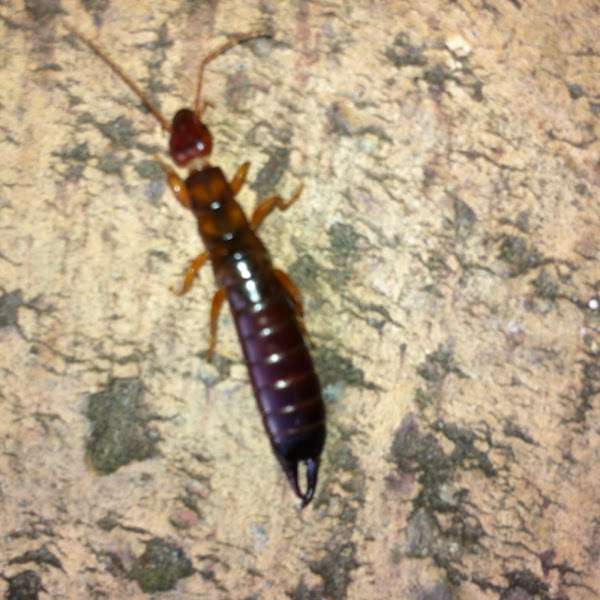 Native Australian Earwig ♀ | Project Noah