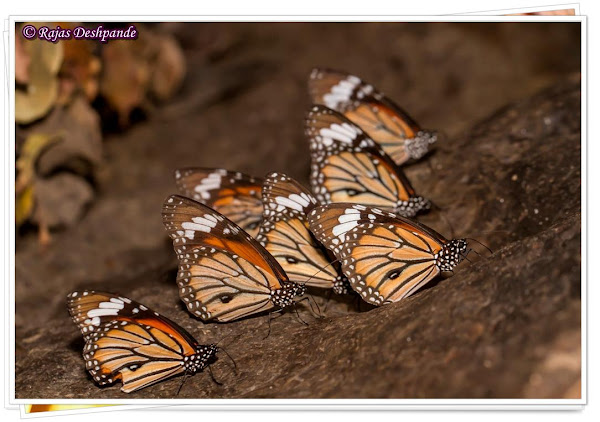 Monarch or Striped Tigers | Project Noah