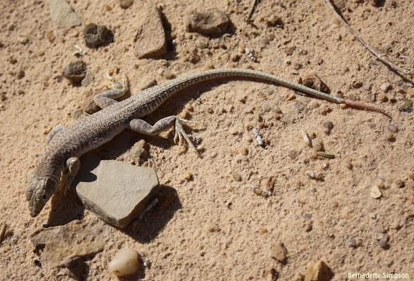 Small-spotted Lizard | Project Noah