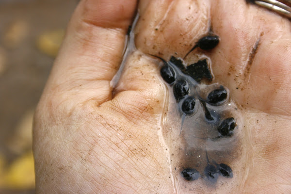 Fowler's Toad (tadpoles) | Project Noah