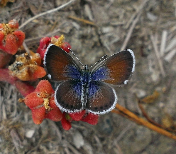 Western Pygmy Blue Butterfly