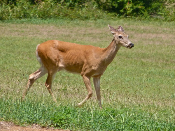 White-tailed deer | Project Noah