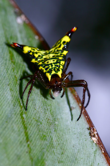 Arrow-Shaped Spider (?) | Project Noah