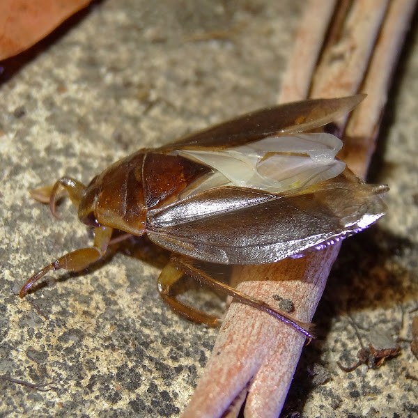 Small Giant Waterbug | Project Noah