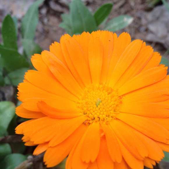 Common marigold | Project Noah