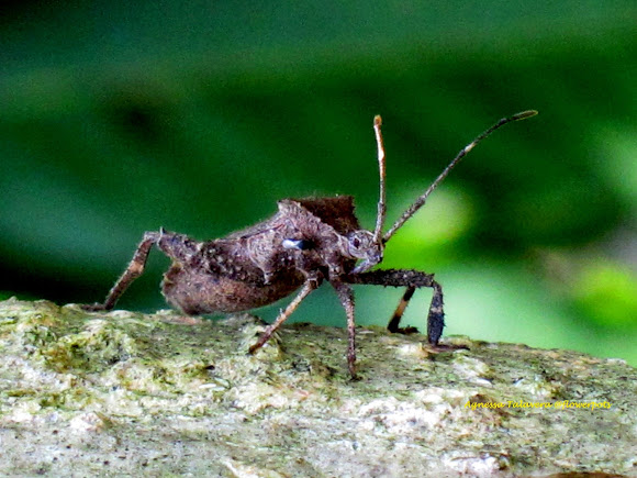 Acanthocoris Coreid Bug | Project Noah