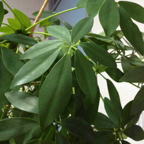 Umbrella Tree | Project Noah