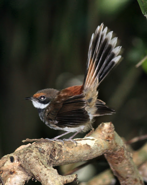 Rufous Fantail | Project Noah