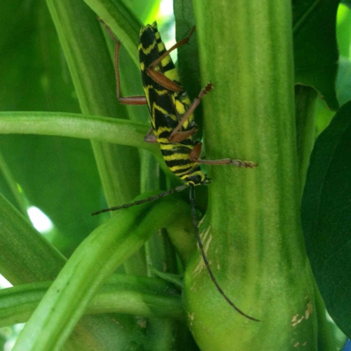 Locust Borer Beetle | Project Noah