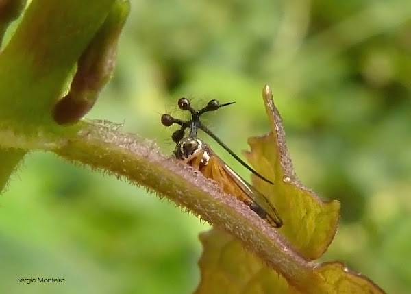 Membracid treehopper | Project Noah