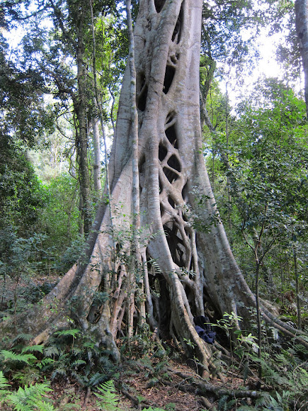 Strangler Fig (aka Watkin's Fig) | Project Noah