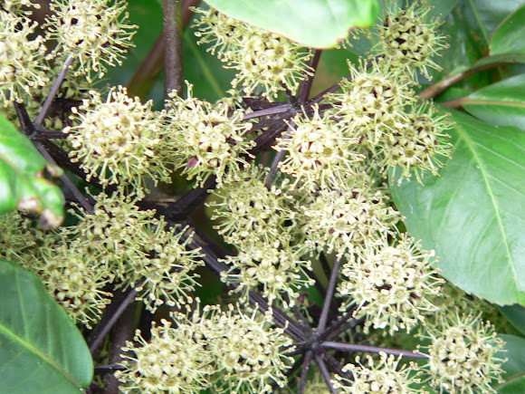 Five finger | Project Noah