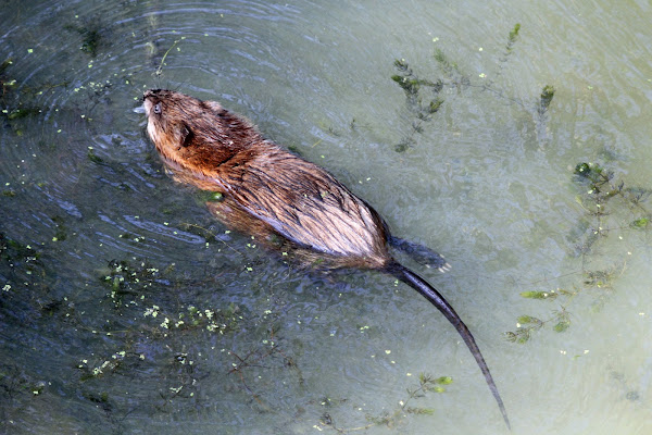 Muskrat | Project Noah