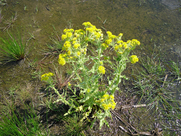 Marsh Ragwort/Moerasandijvie | Project Noah