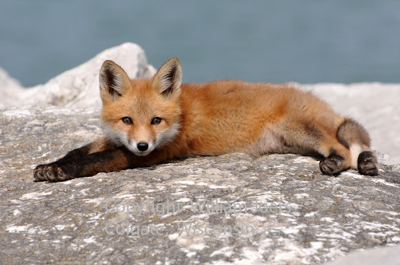 Red Fox | Project Noah