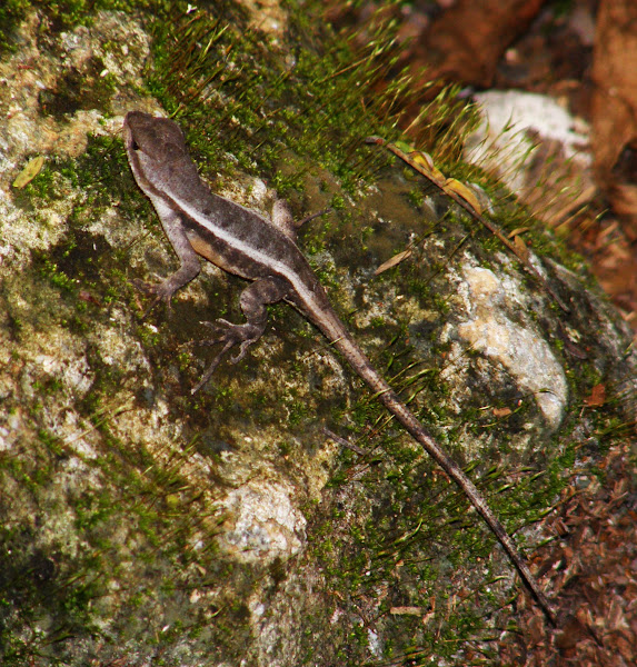 Yucatán spiny lizard, yellow-spotted spiny lizard | Project Noah