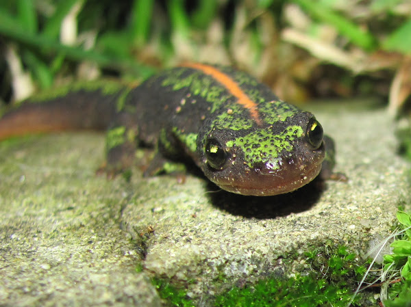 Marbled Newt | Project Noah