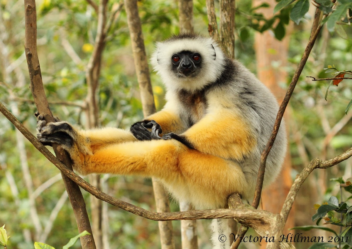 Diademed Sifaka | Project Noah