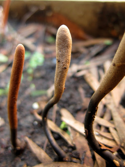 Dead Man's Fingers Mushroom | Project Noah