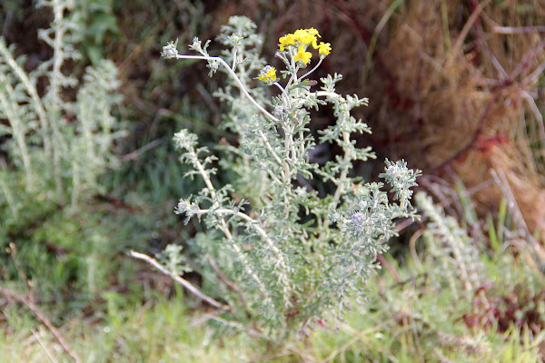 Yellow Yarrow | Project Noah